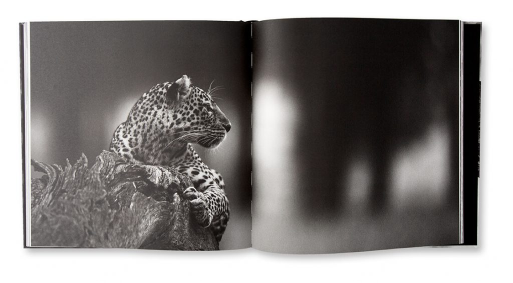 Pardus sur la trace du léopard – Nicolas Orillard-Demaire – Escourbiac