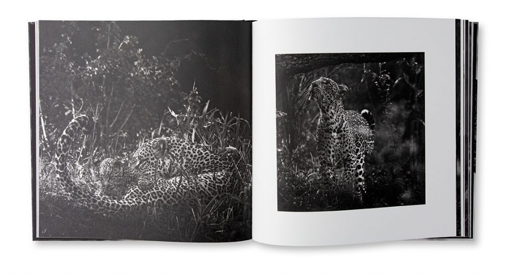 Pardus sur la trace du léopard – Nicolas Orillard-Demaire – Escourbiac